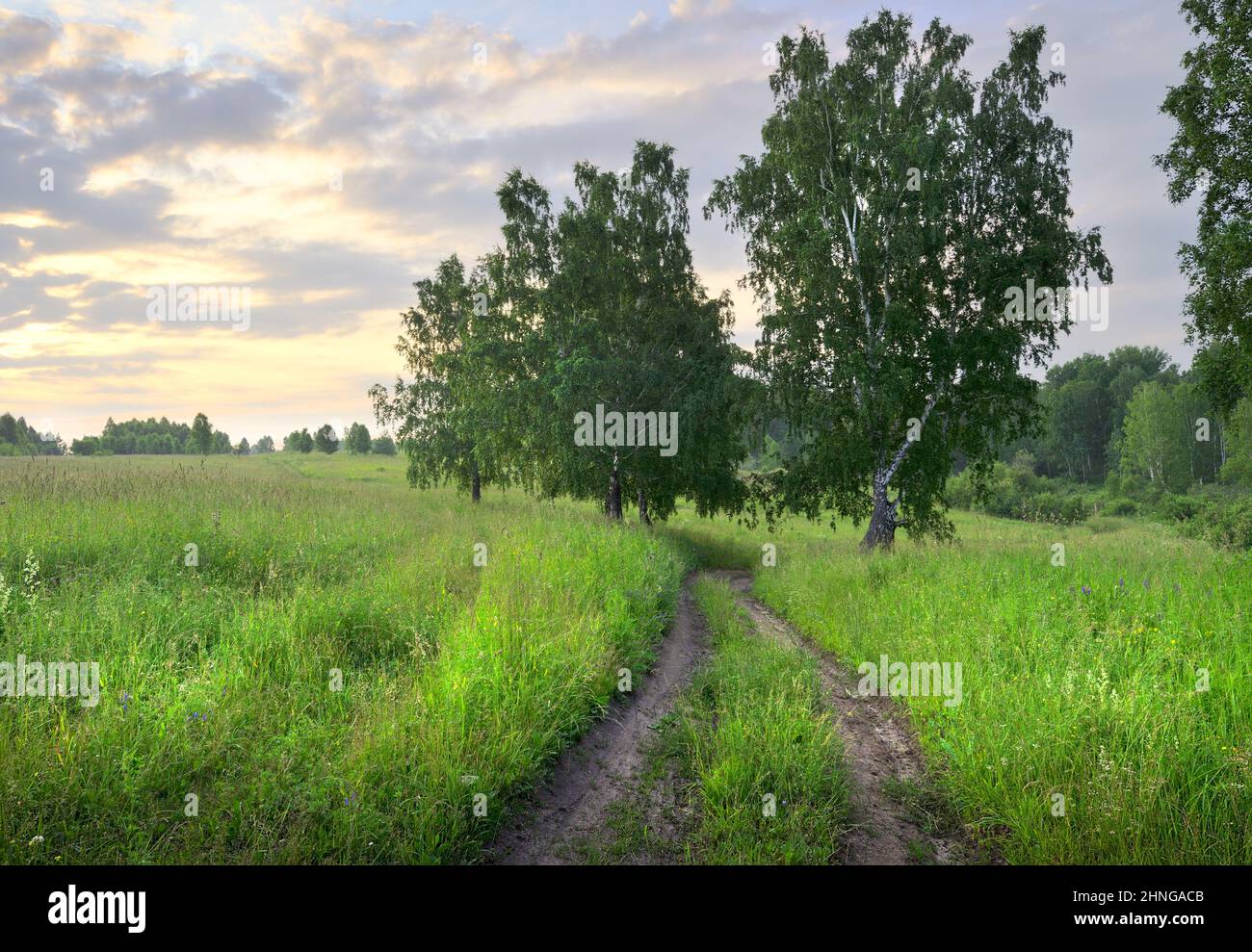 A dirt road among thick grass and wildflowers in the morning on the ...