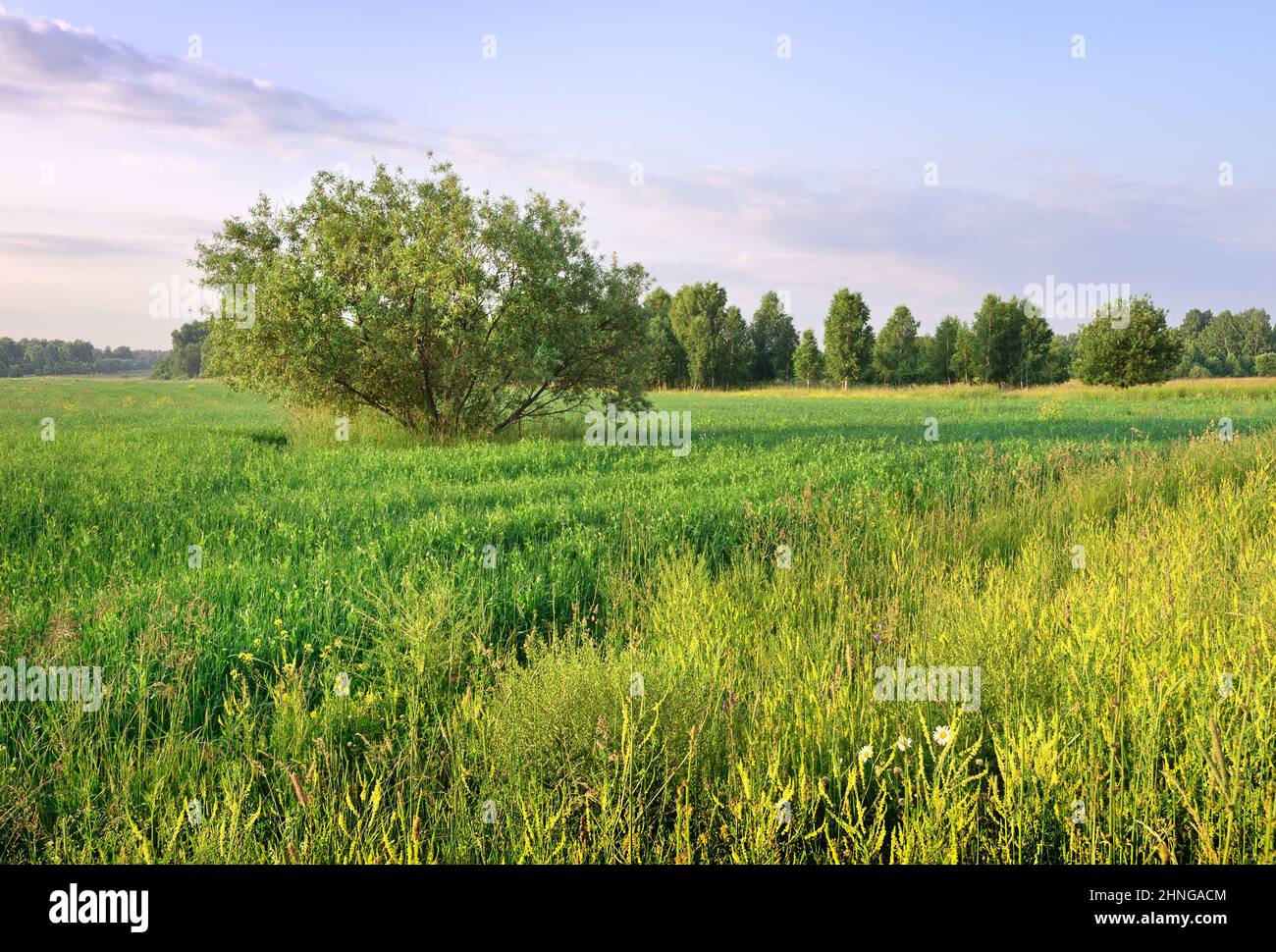 A sprawling tree in the middle of green grass and wildflowers in summer ...
