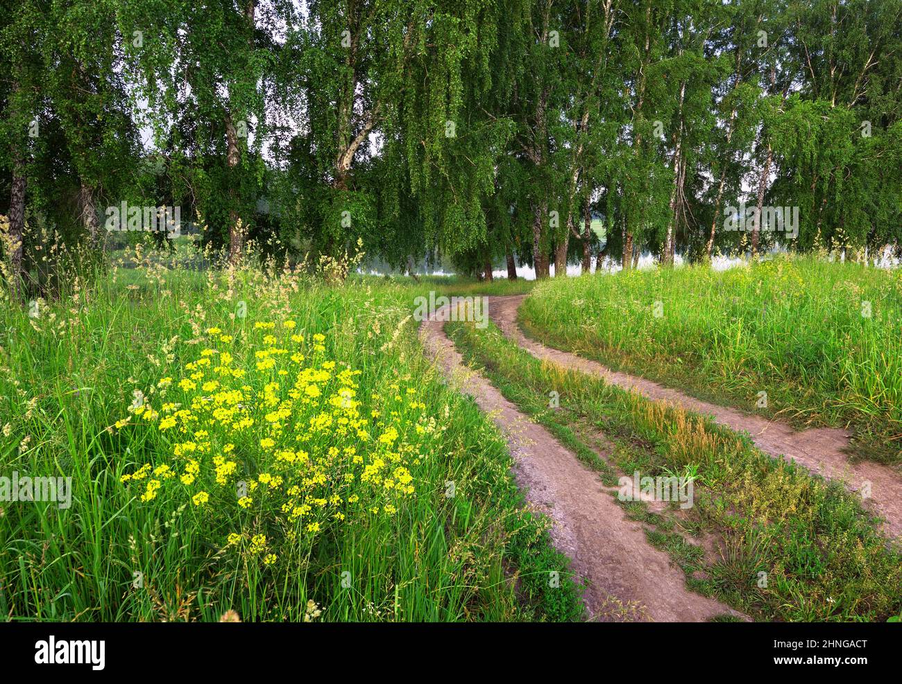 A dirt road among thick grass and wildflowers in the morning on the ...