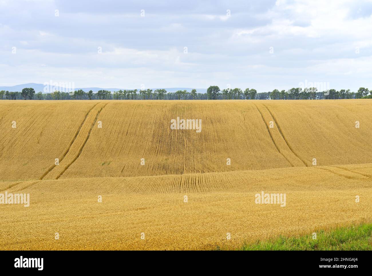 A ripe grain crop on a wavy steppe plain against the background of ...