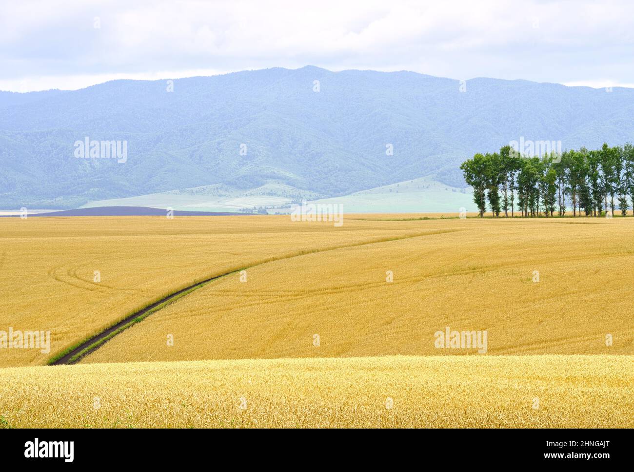 A ripe grain crop on a wavy steppe plain against the background of ...