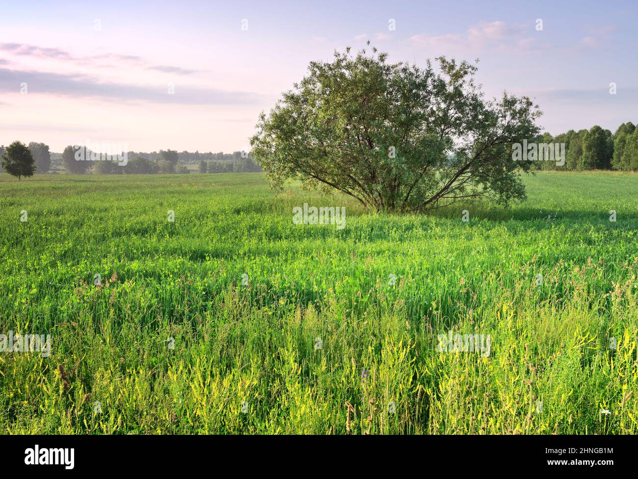 A sprawling tree in the middle of green grass and wildflowers in summer ...