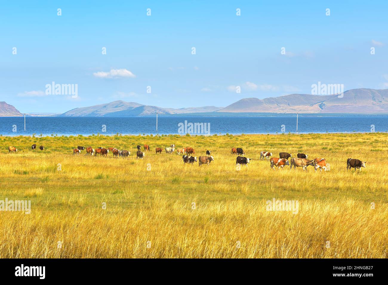 A herd of cows from the steppe plain under a blue cloudy sky, Tepsey mountain on the horizon ...