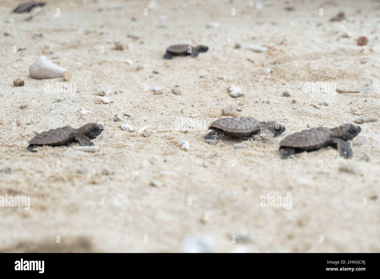 Sea Turtles Hawksbill release, Pawikan Sanctuary, Davao, The ...