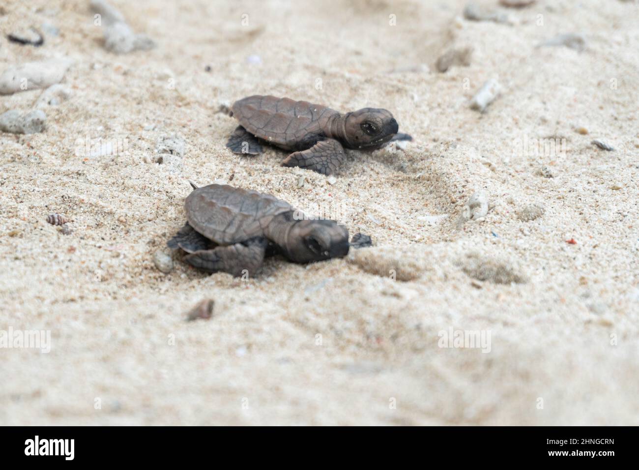 Sea Turtles Hawksbill release, Pawikan Sanctuary, Davao, The ...