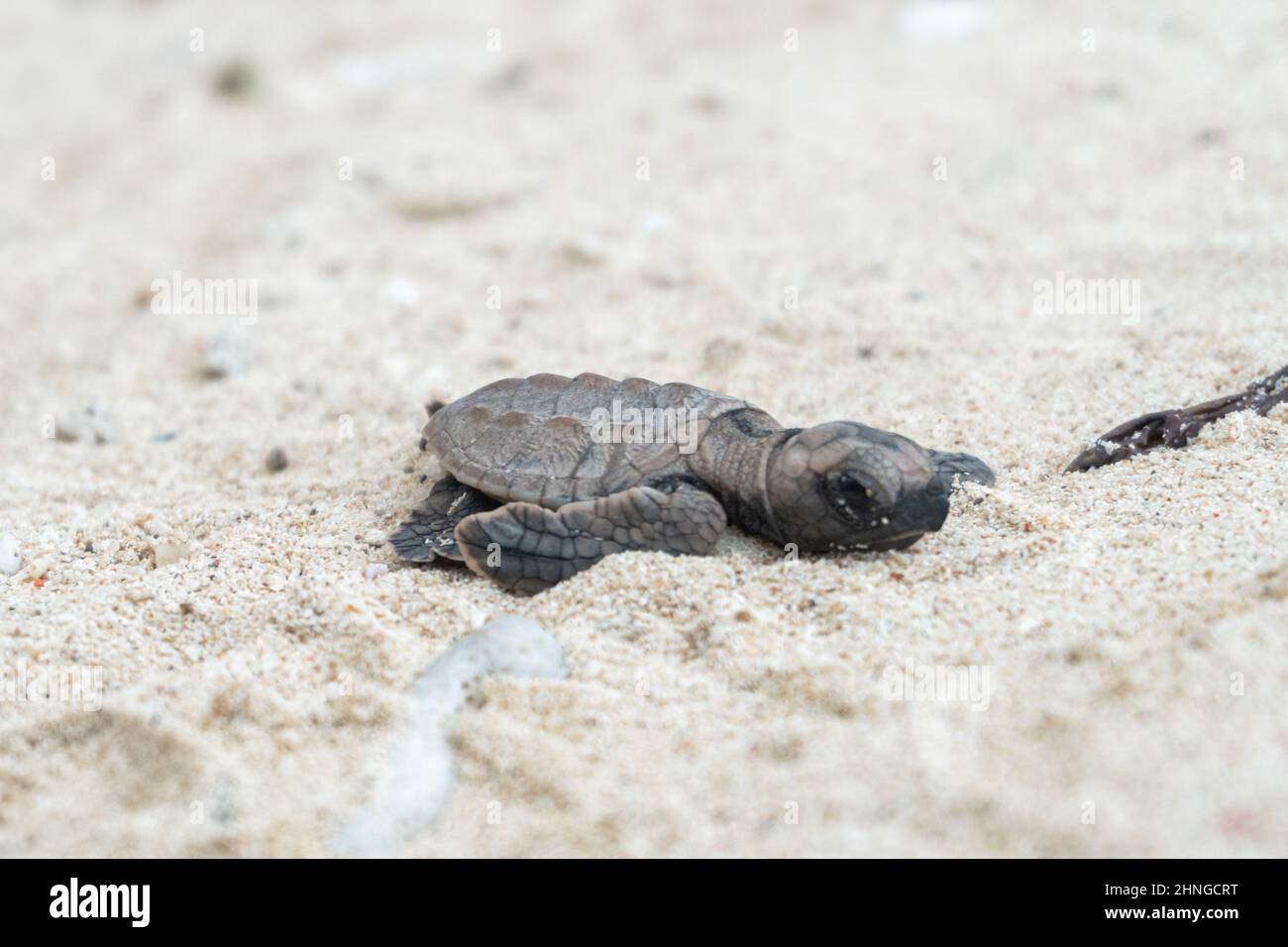 Sea Turtles Hawksbill release, Pawikan Sanctuary, Davao, The ...