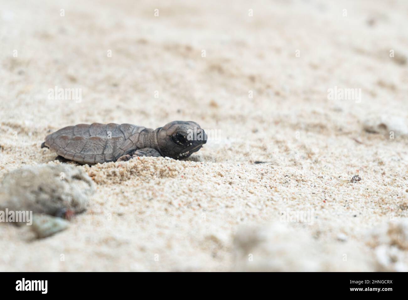 Sea Turtles Hawksbill release, Pawikan Sanctuary, Davao, The Philippines Stock Photo - Alamy