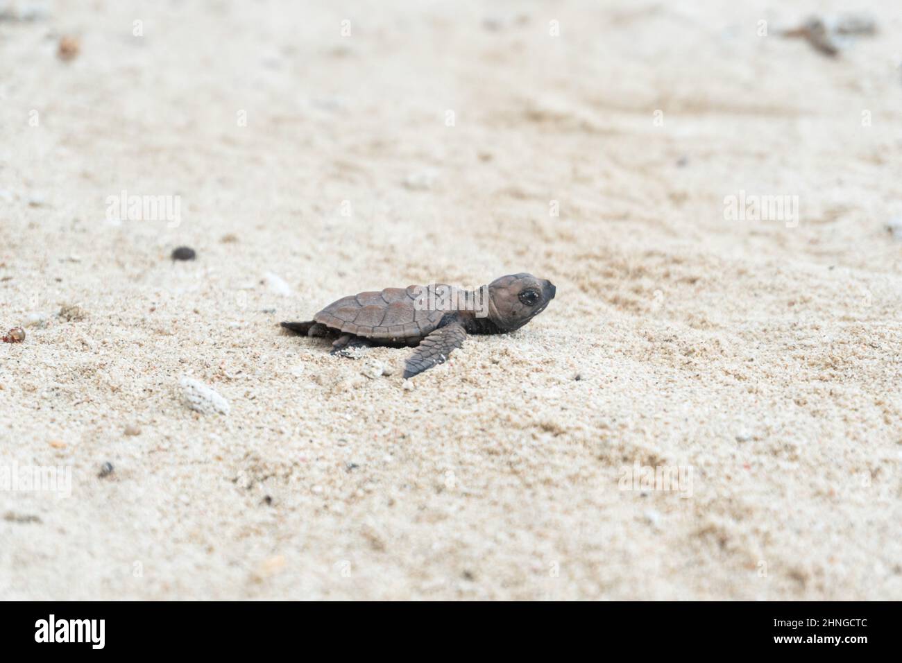 Sea Turtles Hawksbill release, Pawikan Sanctuary, Davao, The ...