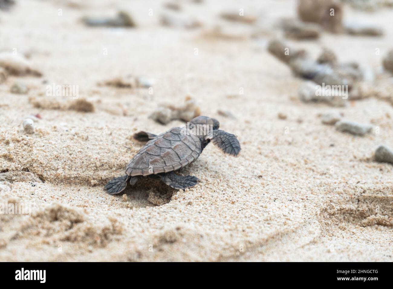 Sea Turtles Hawksbill release, Pawikan Sanctuary, Davao, The ...