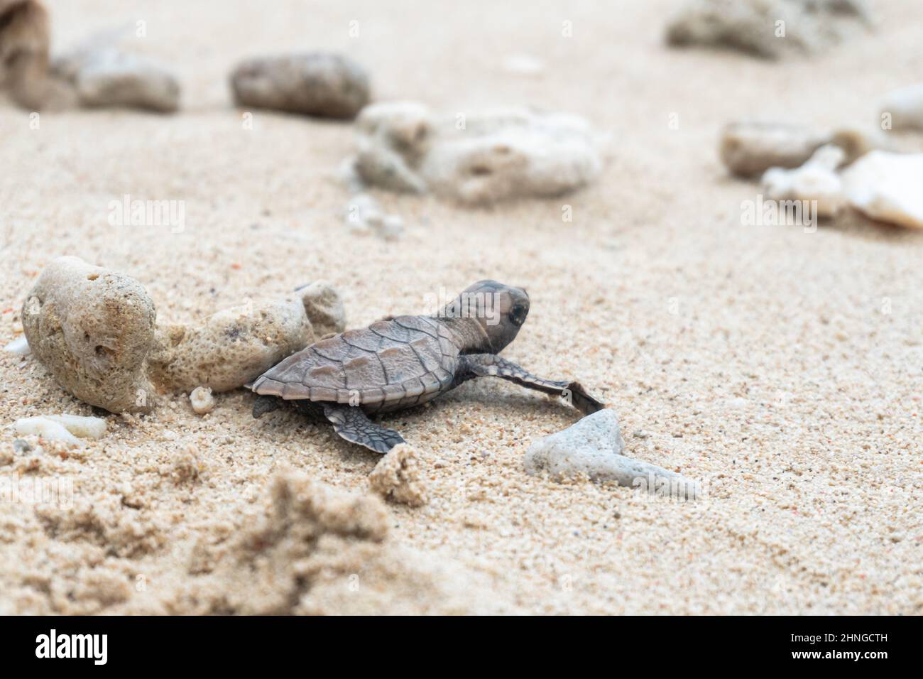 Sea Turtles Hawksbill release, Pawikan Sanctuary, Davao, The ...