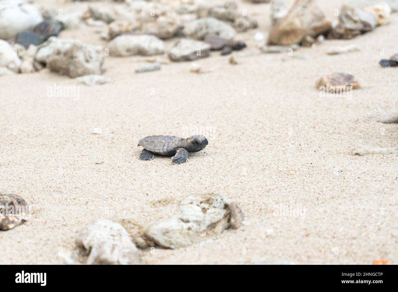 Sea Turtles Hawksbill release, Pawikan Sanctuary, Davao, The ...