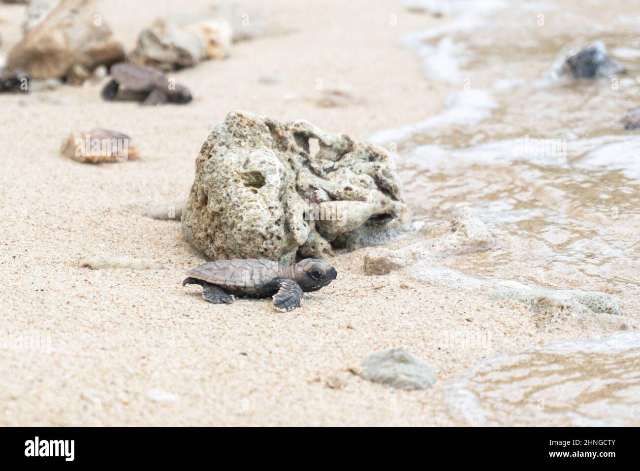 Sea Turtles Hawksbill release, Pawikan Sanctuary, Davao, The ...