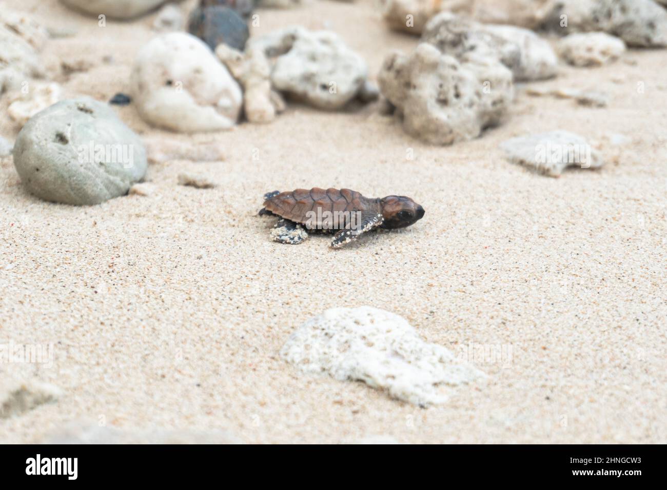 Sea Turtles Hawksbill release, Pawikan Sanctuary, Davao, The ...