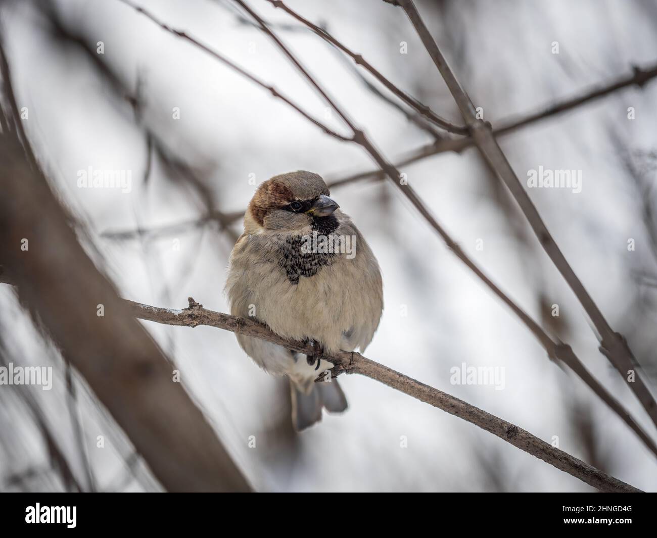 Sparrow sits on a branch without leaves. Sparrow on a branch in the ...