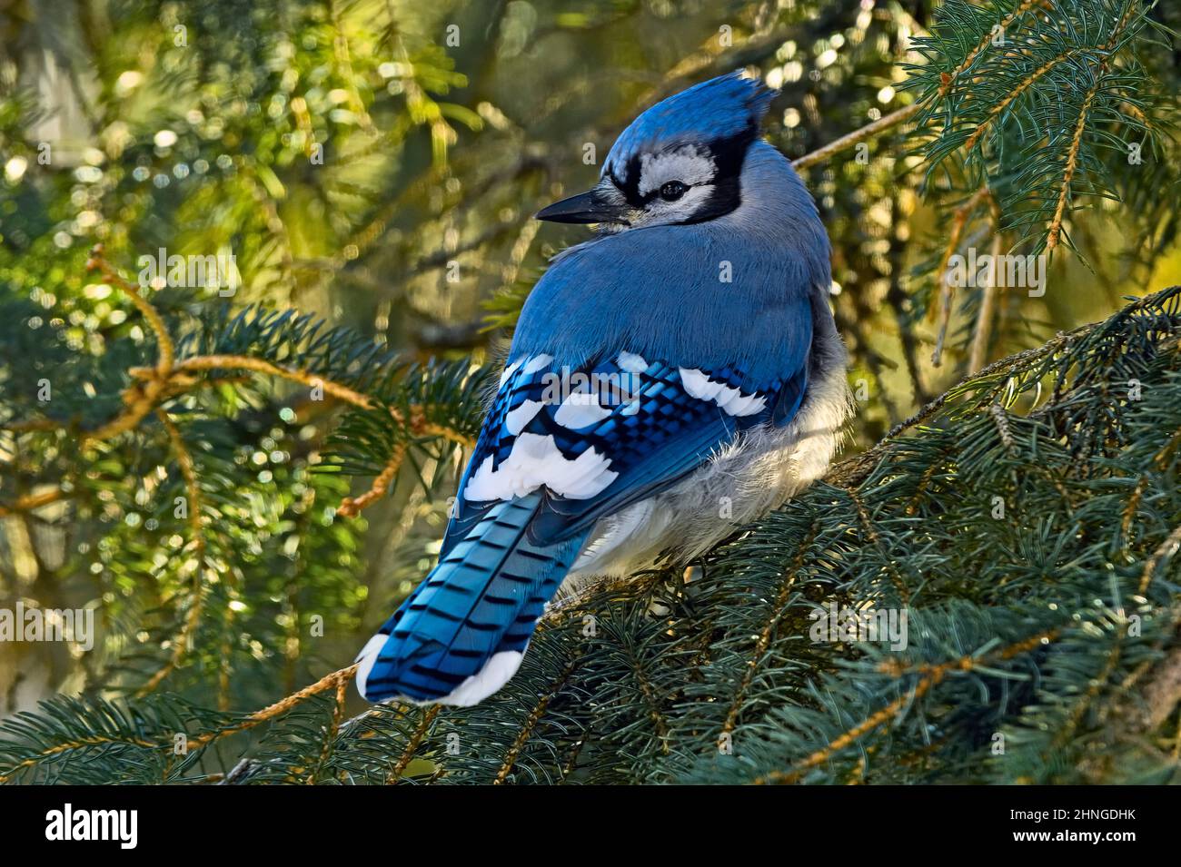 A rear view of an Eastern Blue Jay, "Cyanocitta cristata", looking back ...