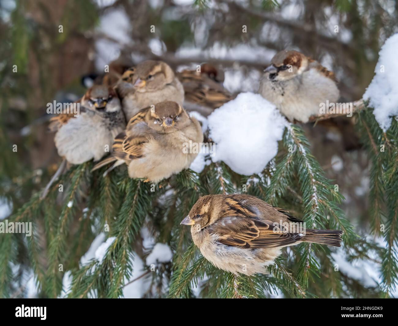 Five Sparrows sits on a fir branch. Sparrows on a branch in the autumn ...