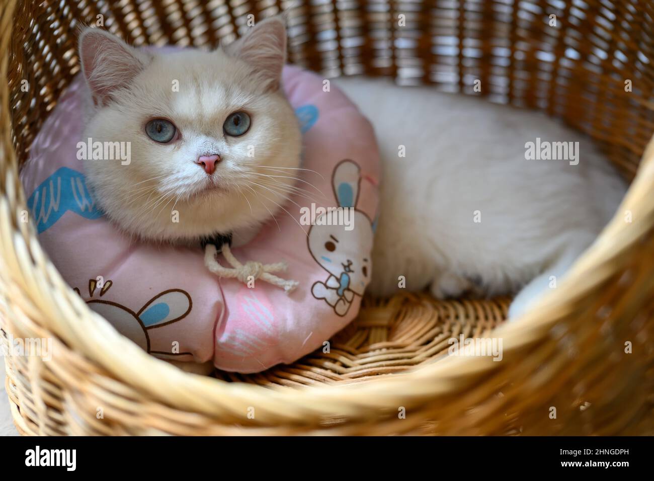 White cat wearing a soft pillow predator collar, lying in a wicker ...
