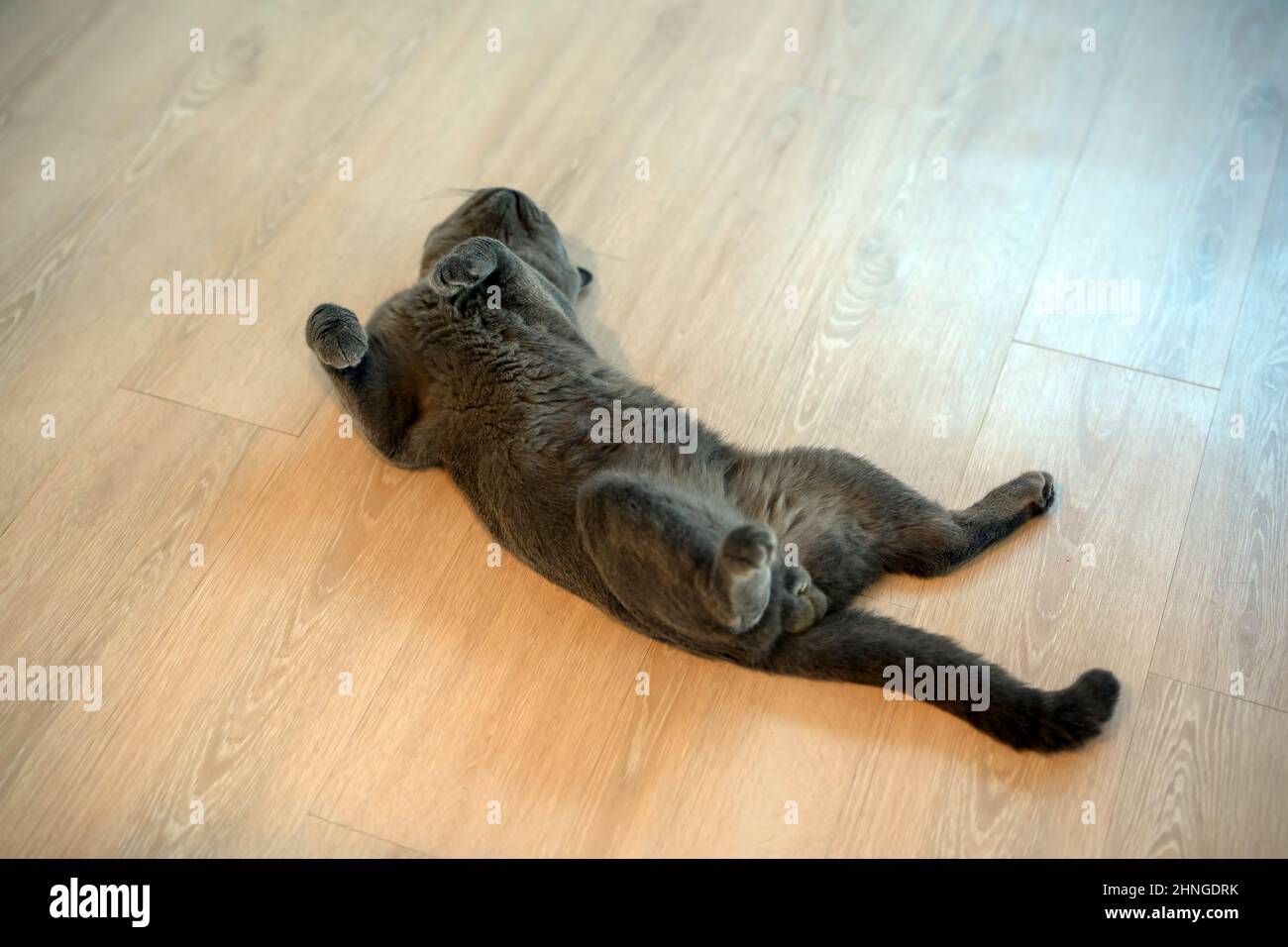 Black cat lying on its back, young cat sleeping with legs spread open ...