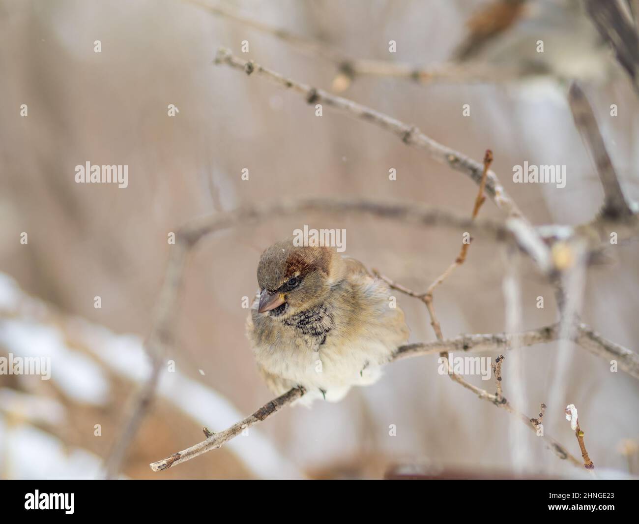 Sparrow sits on a branch without leaves. Sparrow on a branch in the ...