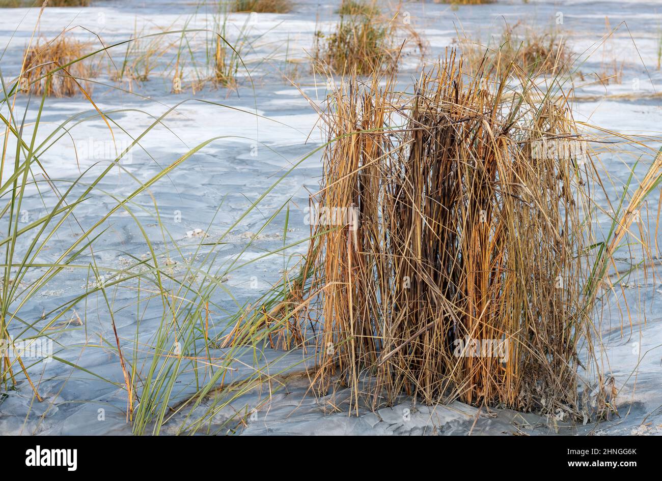 Dried sandy sea beach with straw and wild grass Stock Photo - Alamy