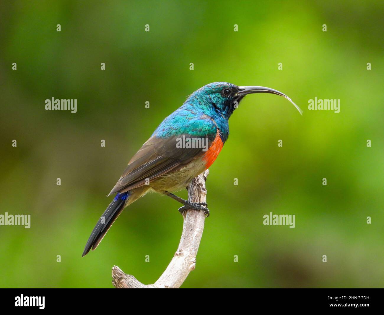 Male greater double-collared sunbird isolated on a branch against an ...