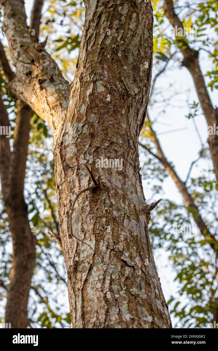 Aged tree branch with rugged bark inside of the forest Stock Photo - Alamy