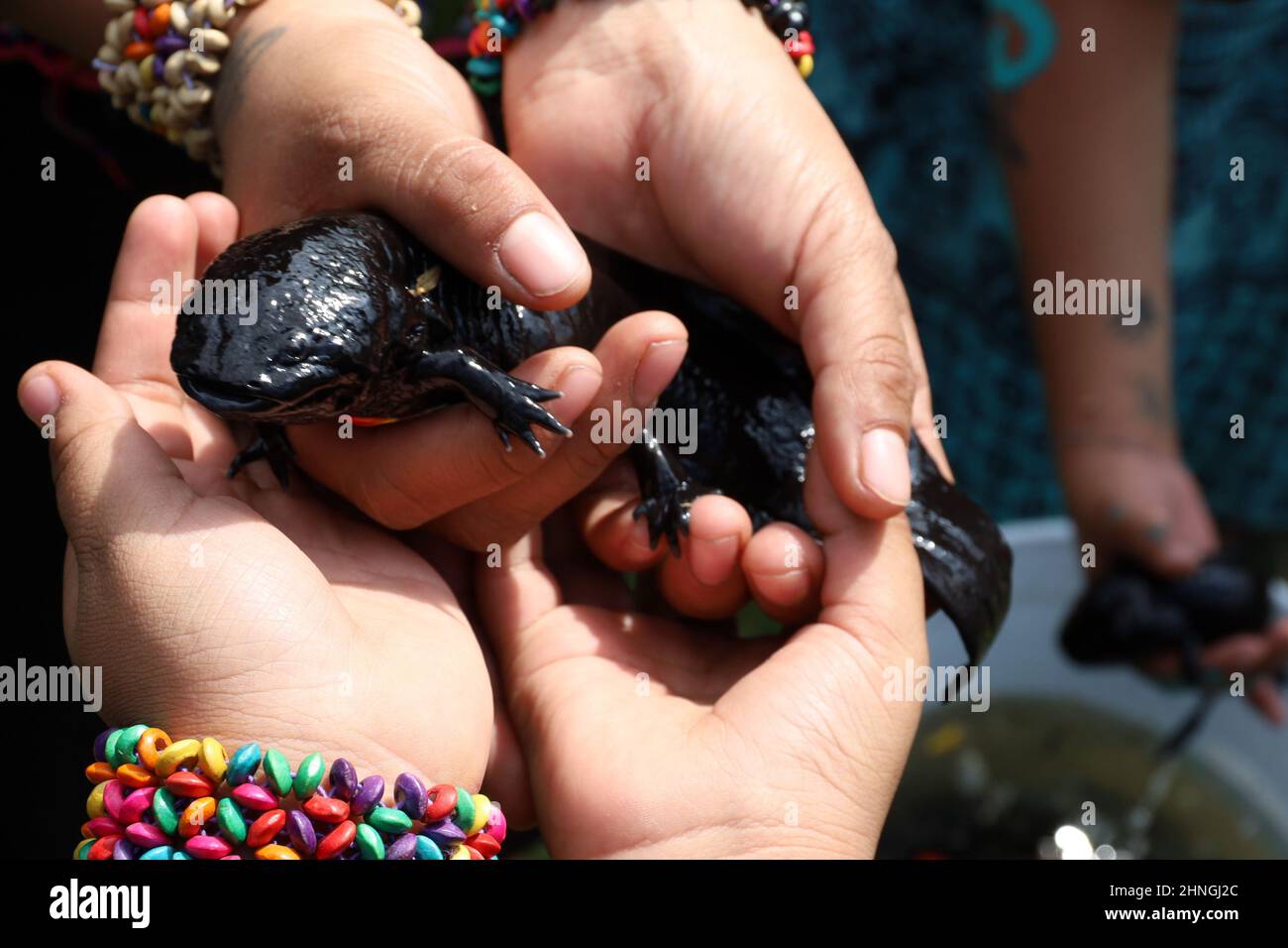 A person holds an Axolotl with their hand before releasing it to ...