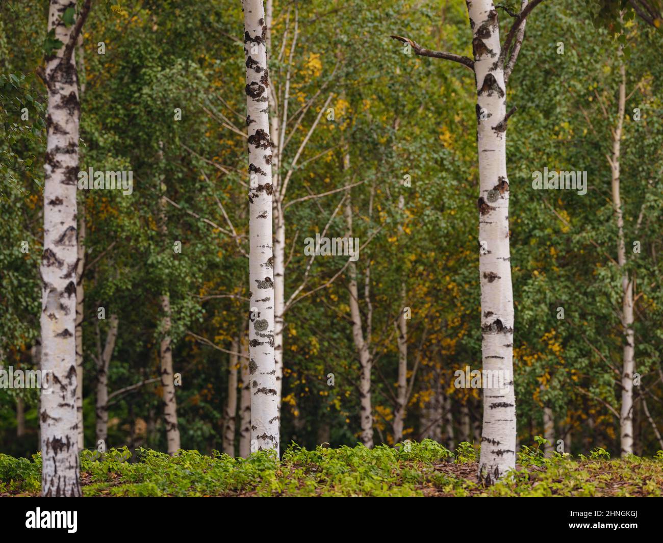 traditional forest of central Russia, summer cloudy day. central part ...