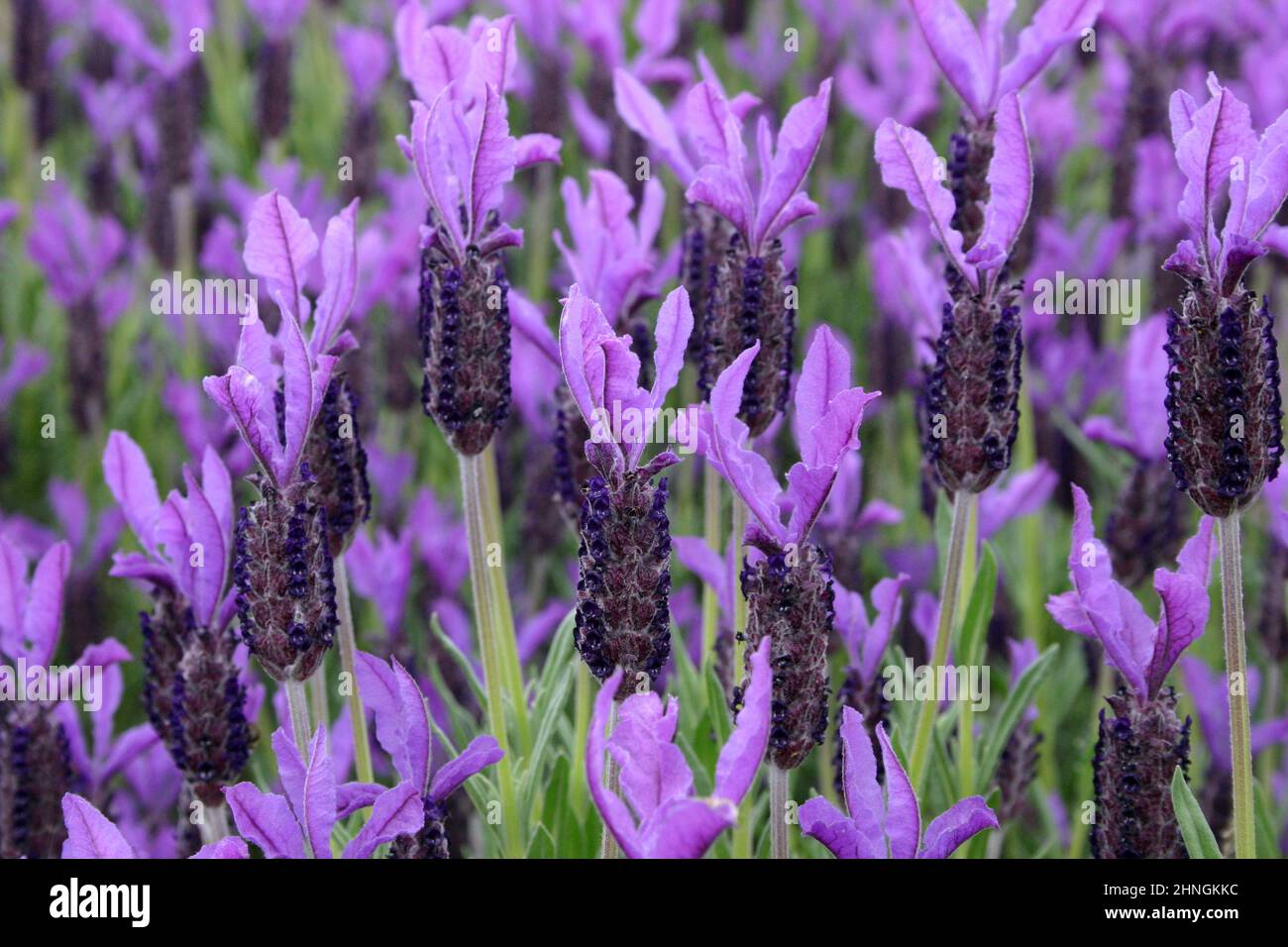 LAVANDULA STOECHAS COMMONLY KNOWN AS FRENCH, SPANISH OR TOPPED LAVENDER ...
