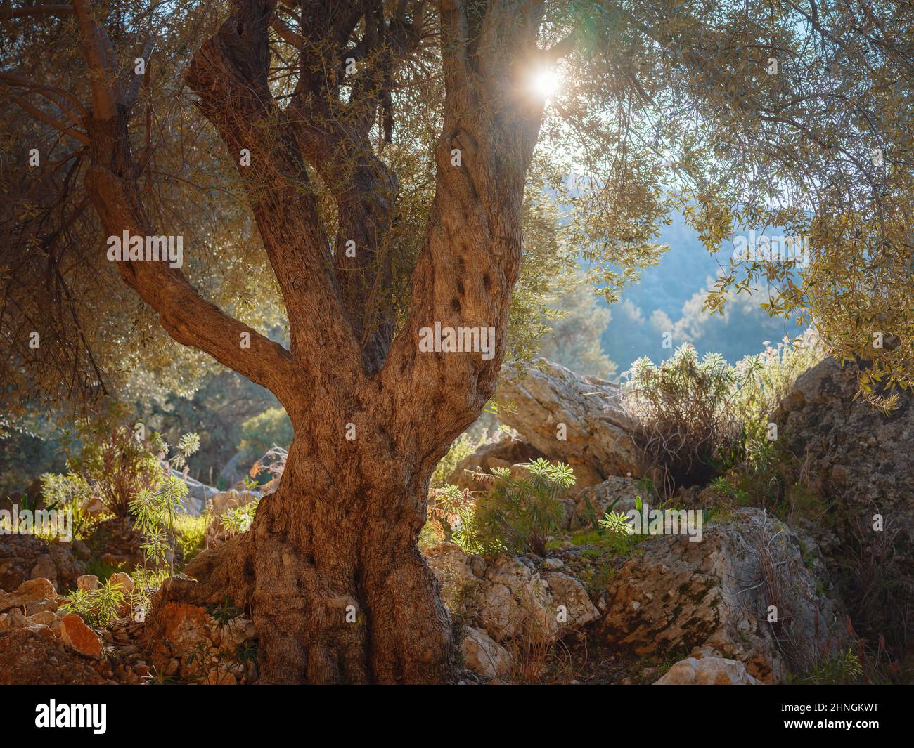 walk in olive grove, Harvest ready to produce extra virgin olive oil ...