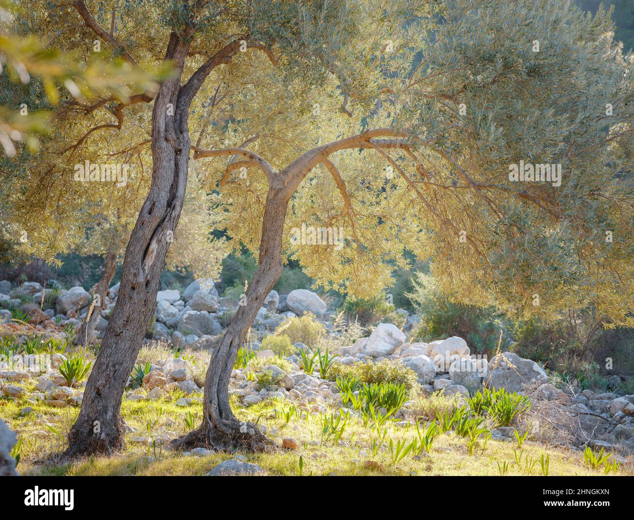 walk in olive grove, Harvest ready to produce extra virgin olive oil ...