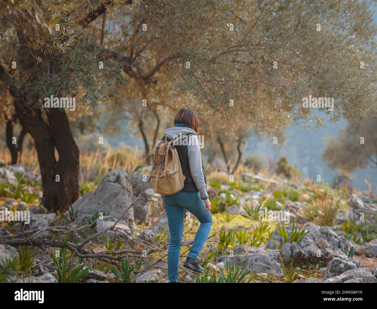 walk in olive grove, Harvest ready to produce extra virgin olive oil ...
