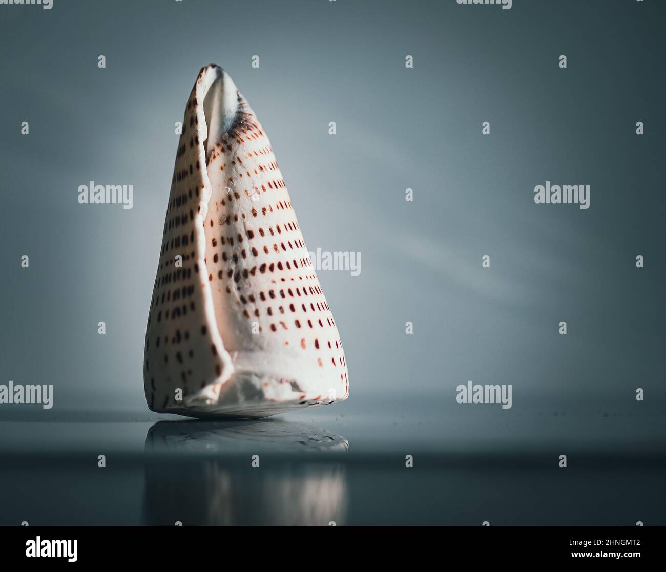 Smooth shell hi-res stock photography and images - Alamy