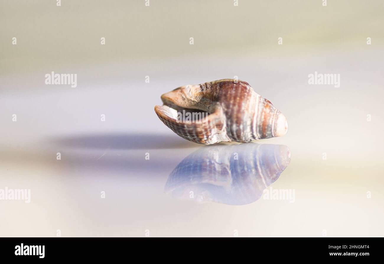 Closeup shot of a dried shell on smooth surface Stock Photo - Alamy