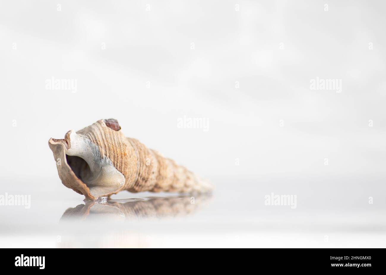 Closeup shot of a dried shell on smooth surface Stock Photo - Alamy