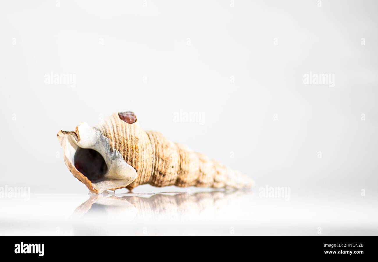Closeup shot of a dried shell on smooth surface Stock Photo - Alamy