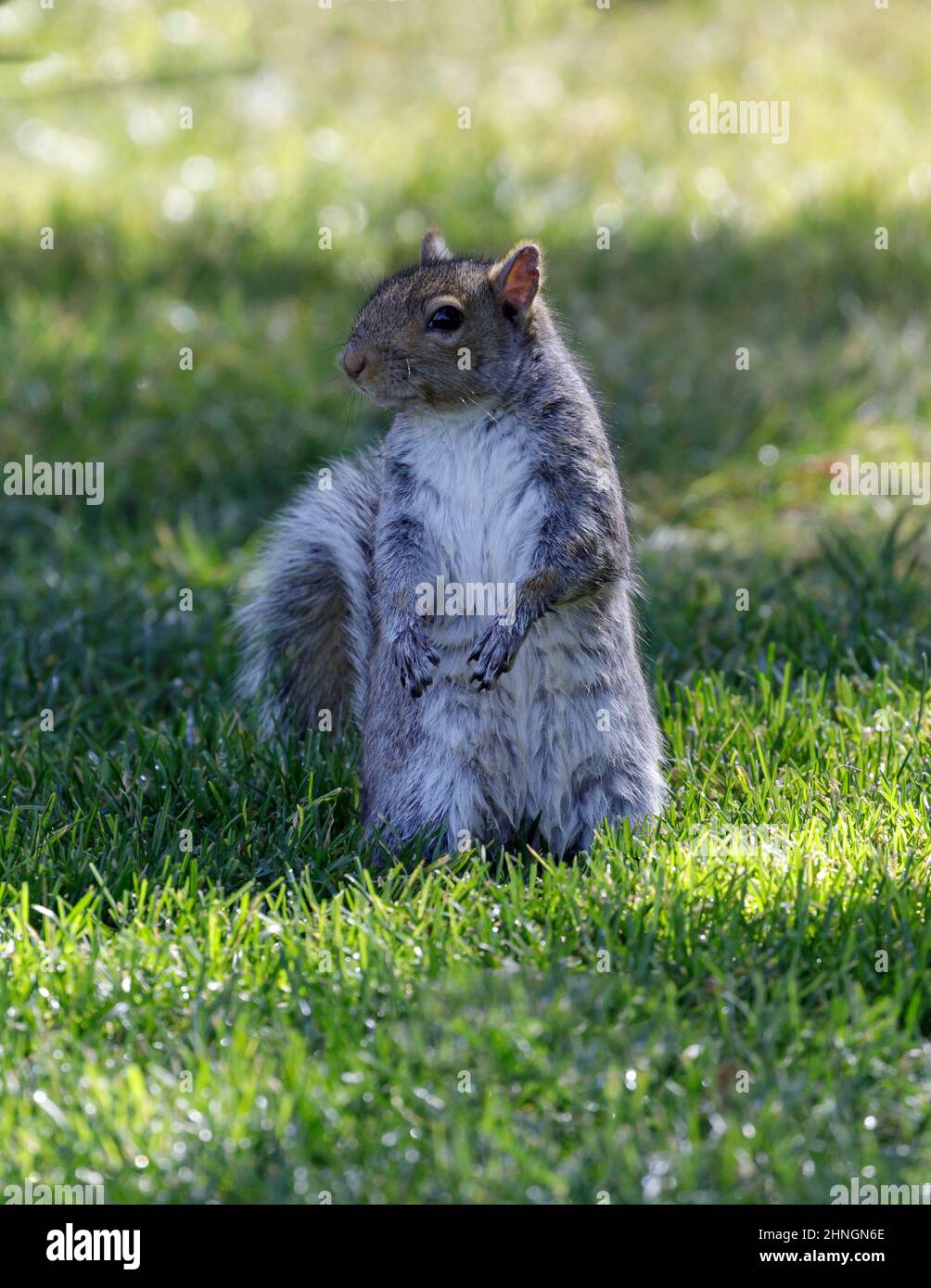 Eastern Grey Squirrel Standing on Hind Legs and Looking with Cautious ...