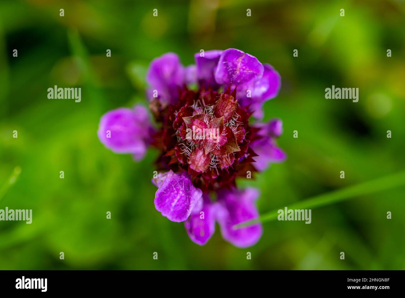 Prunella vulgaris flower growing in meadow Stock Photo - Alamy
