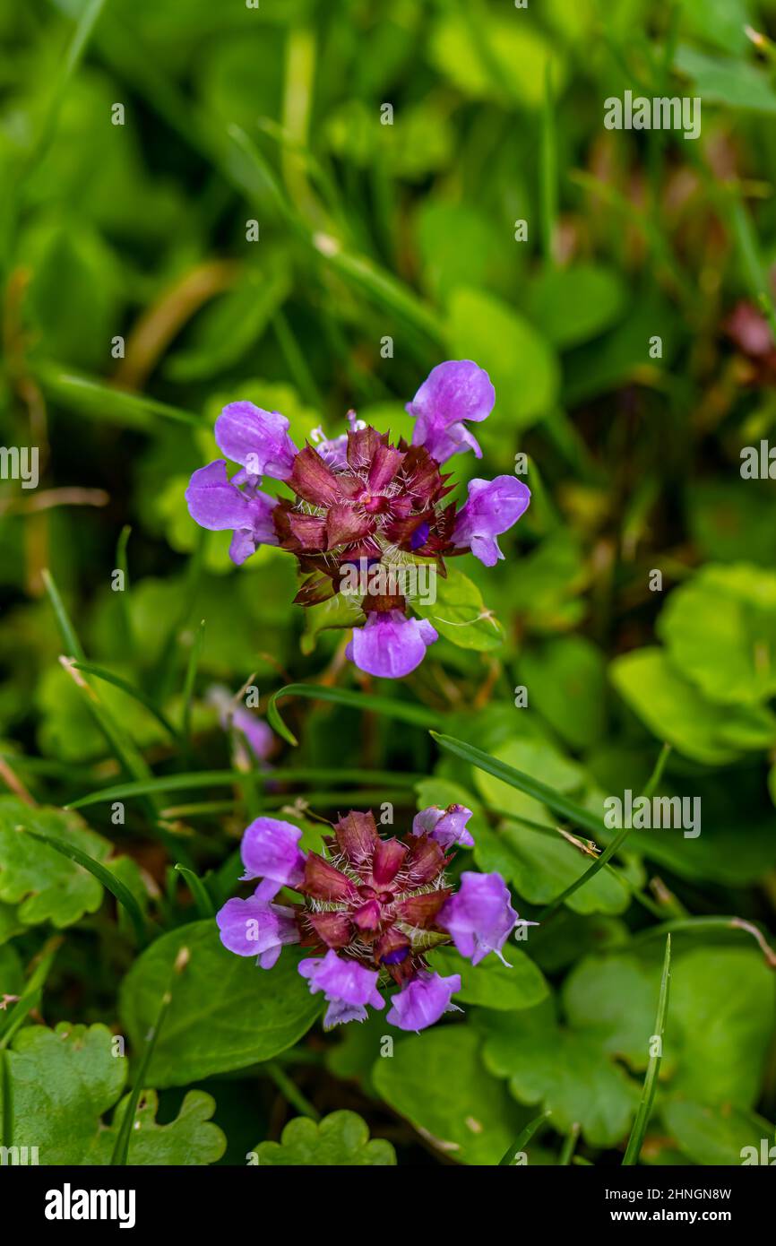Prunella vulgaris flower in meadow, close up Stock Photo - Alamy