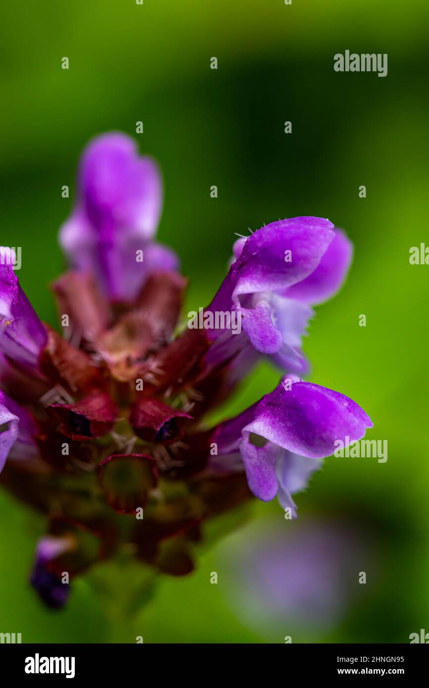 Prunella vulgaris flower growing in meadow, close up Stock Photo - Alamy