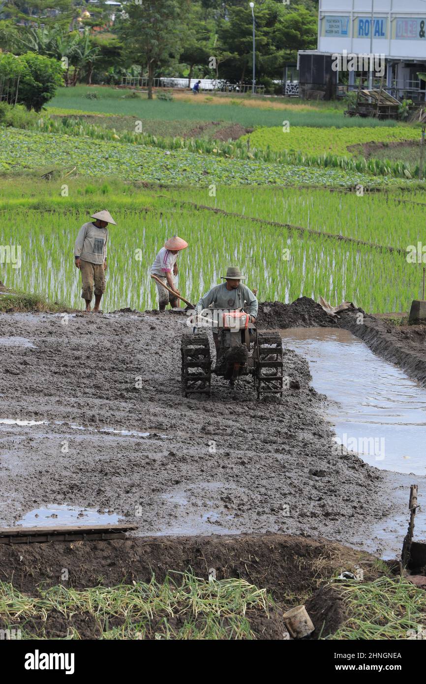 Farmers are working on paddy fields, before planting rice seeds (BATU ...