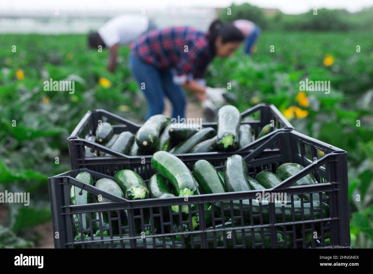 Green courgettes in boxes on background with farmworkers Stock Photo ...