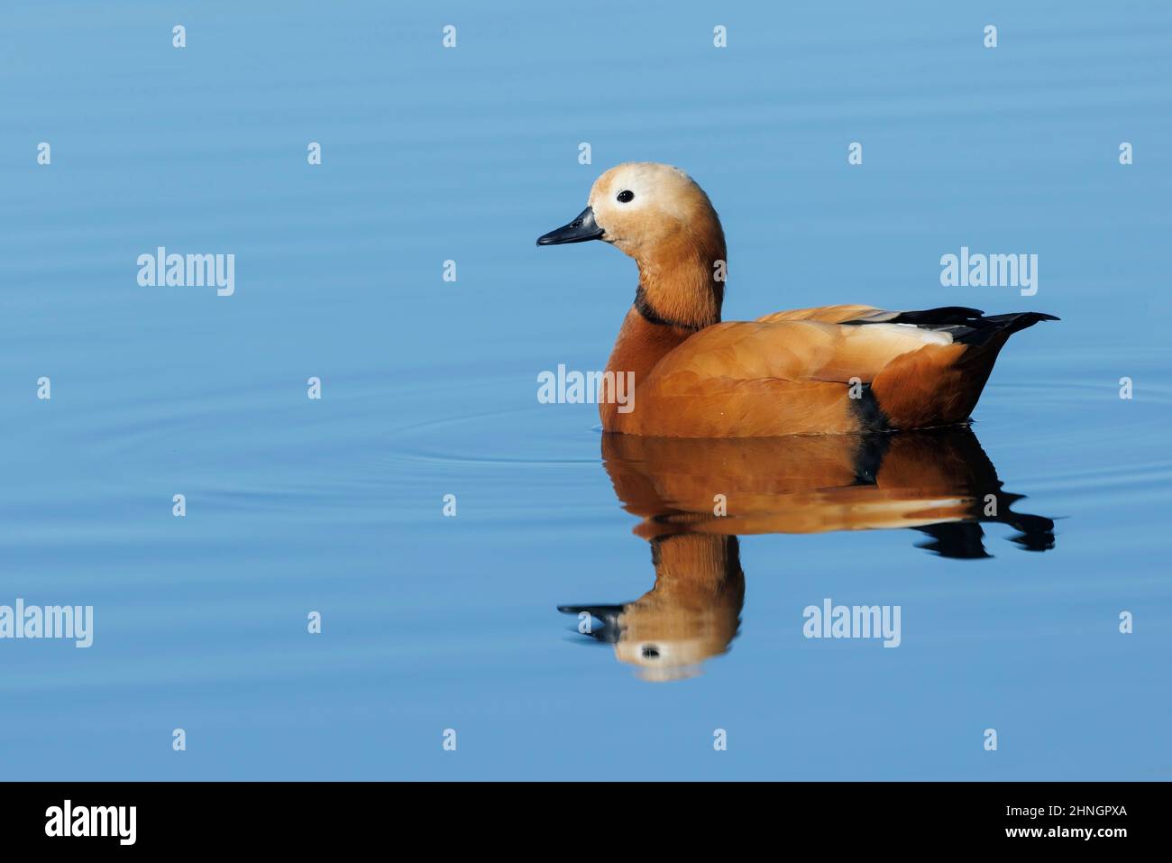 Ruddy Shelduck, Orbetello (GR), Italy, January 2022 Stock Photo - Alamy