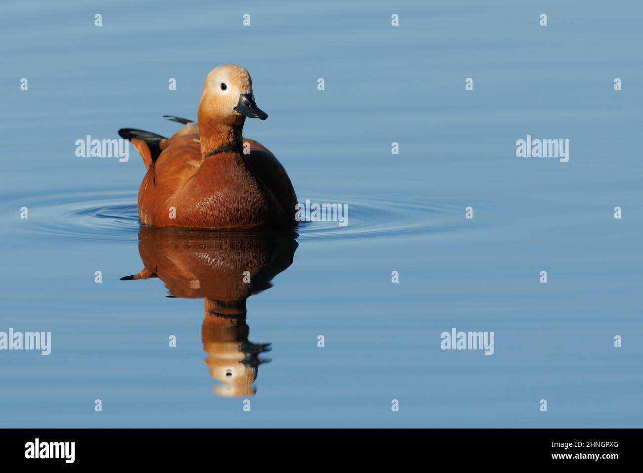 Mybestpics hi-res stock photography and images - Alamy