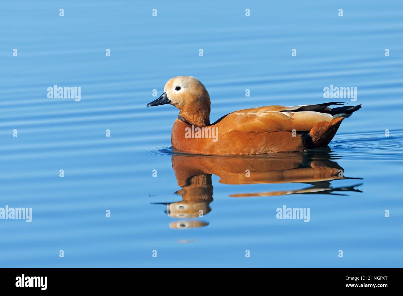 Ruddy Shelduck, Orbetello (GR), Italy, January 2022 Stock Photo - Alamy