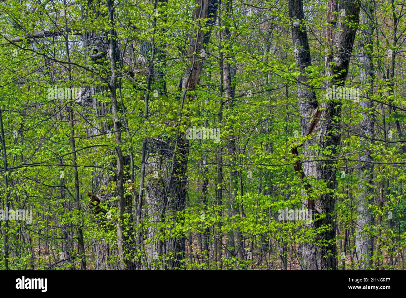 Spring ecosystem hi-res stock photography and images - Alamy