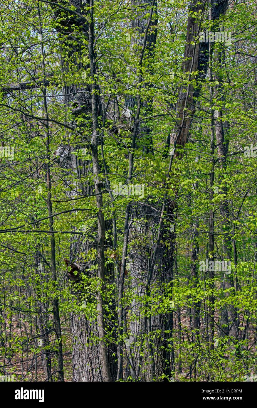 A Deciduous Forest in spring in Pennsylvania's Pocono Mountains Stock ...
