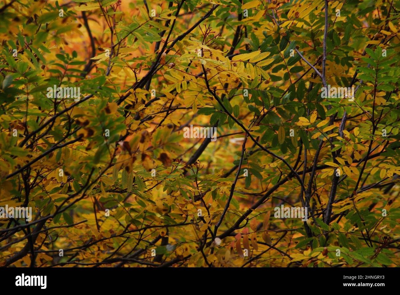 Mountain Ash tree in fall colors Stock Photo - Alamy