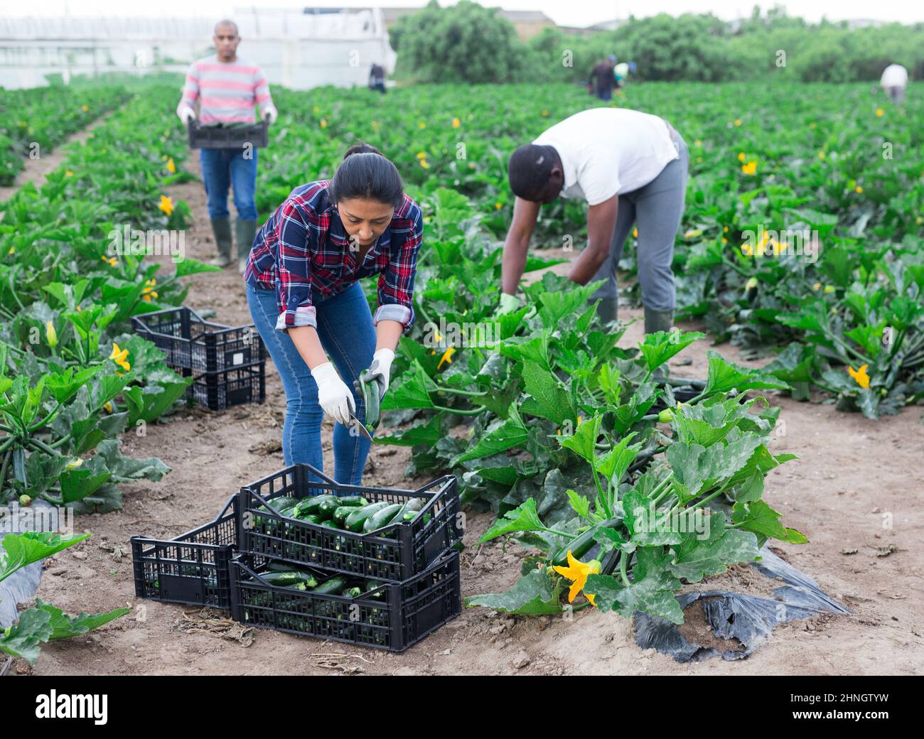 Team of farmers work together harvesting zucchini Stock Photo - Alamy
