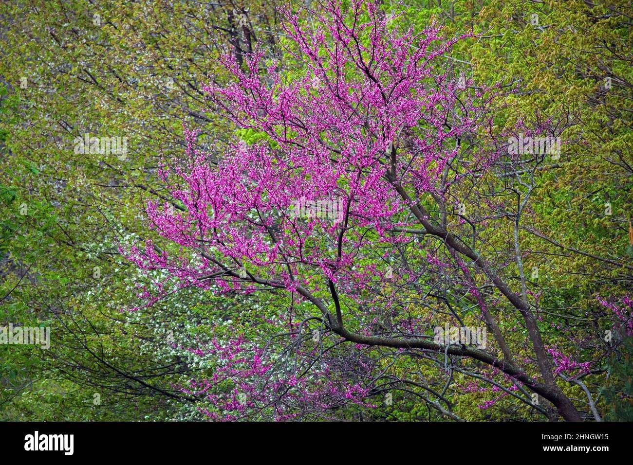 An Eastern Redbud in bloom during May that was planted in Pennsylvania ...